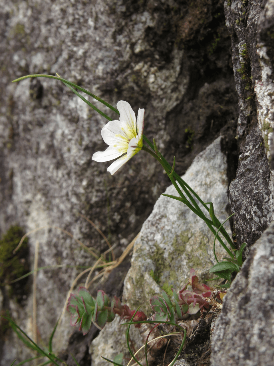 Snowdon Lily – 9 Usual Suspects